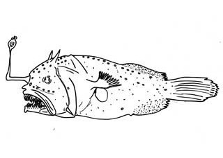 Genus Puck · iNaturalist