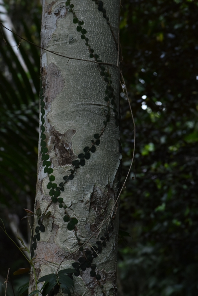 Shingle Vine from 5GC6+QG, Orocovis 00766, Puerto Rico on May 5, 2022 ...