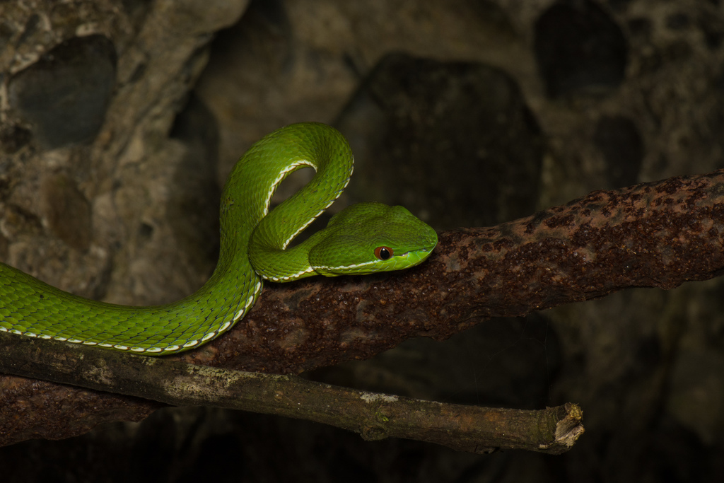 (Trimeresurus stejnegeri stejnegeri) - Snakes and Lizards