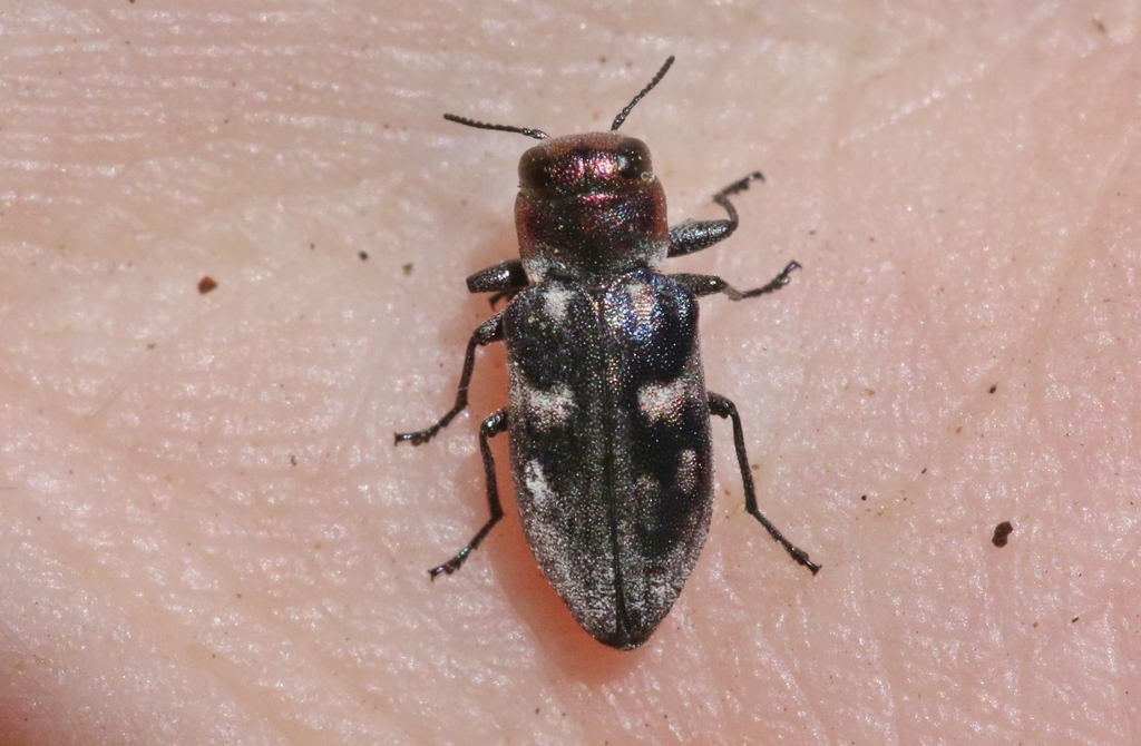 Chrysobothris piuta from San Bernardino County, CA, USA on June 10 ...