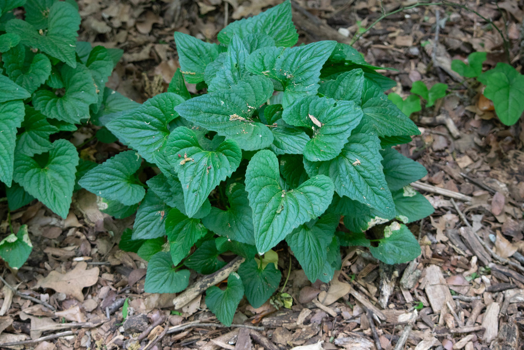 Missouri Violet from Tarrant, Texas, United States on April 29, 2022 at ...