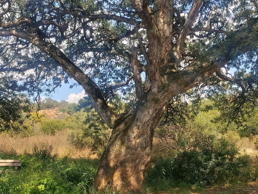 Paperbark Thorn (Vachellia sieberiana) - Botanical Realm