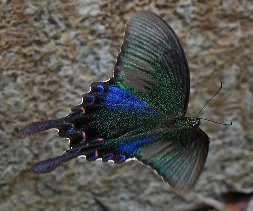 Chinese Peacock Butterfly