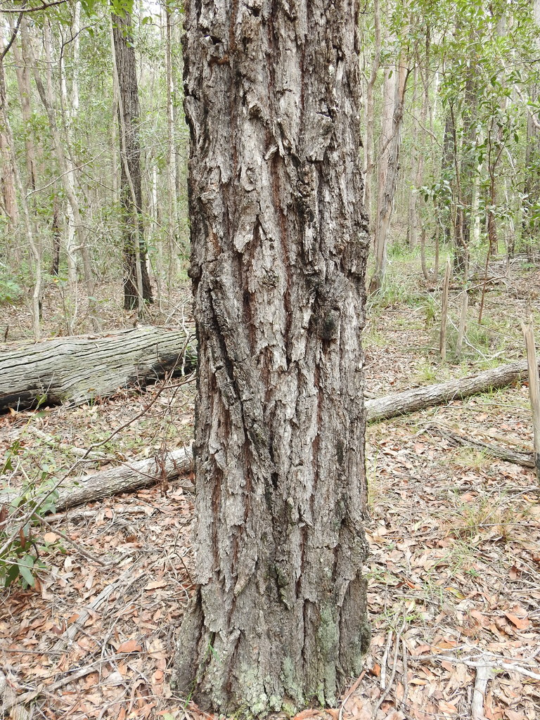 Northern Grey Ironbark from Bauple Forest QLD 4650, Australia on May 06 ...