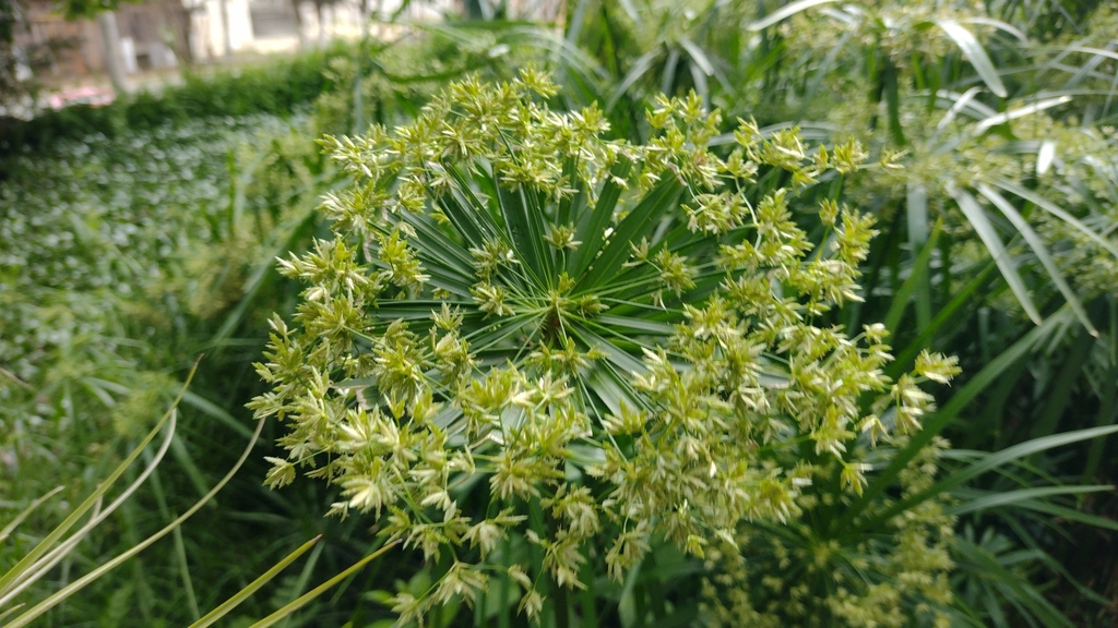 Umbrella Papyrus from Ojo de Agua, 29216 San Cristóbal de las Casas ...