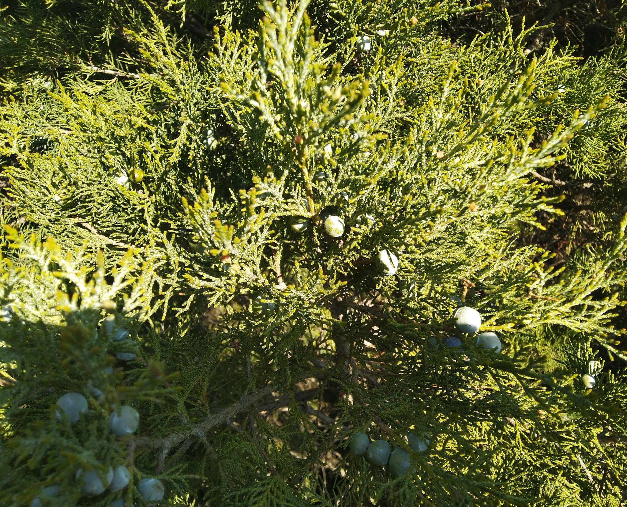 Juniperus polycarpos K.Koch
