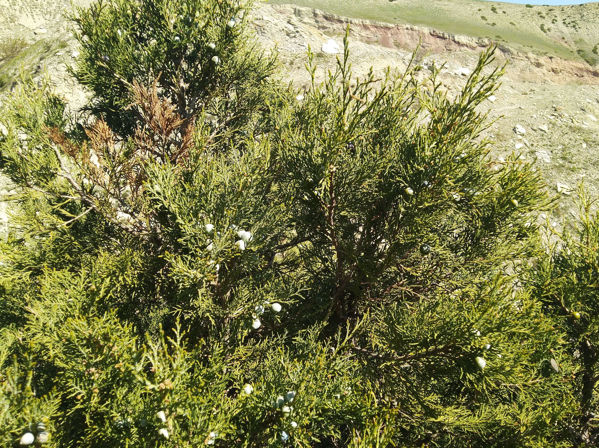 Juniperus polycarpos K.Koch