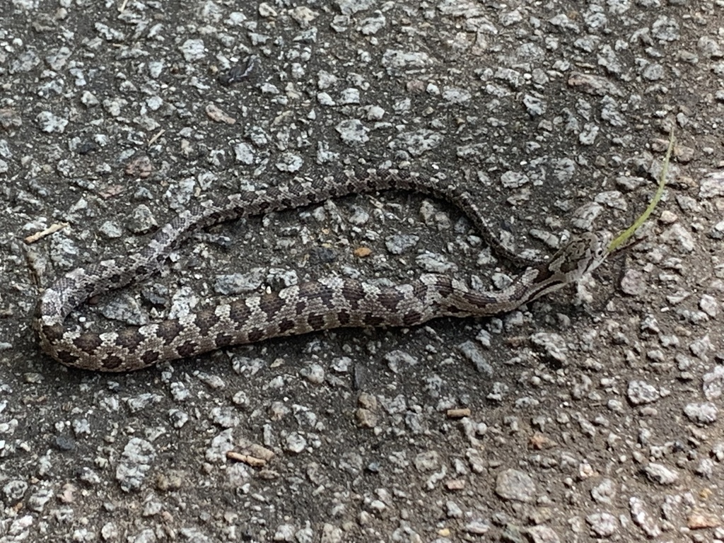 Eastern Ratsnake from James Island, James Island, SC, US on May 5, 2022 ...