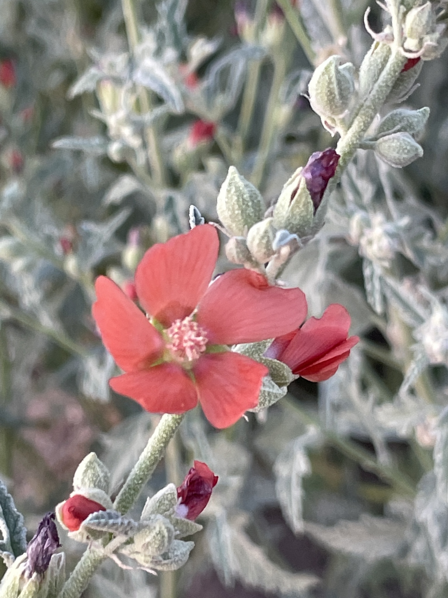 Sphaeralcea hastulata A.Gray