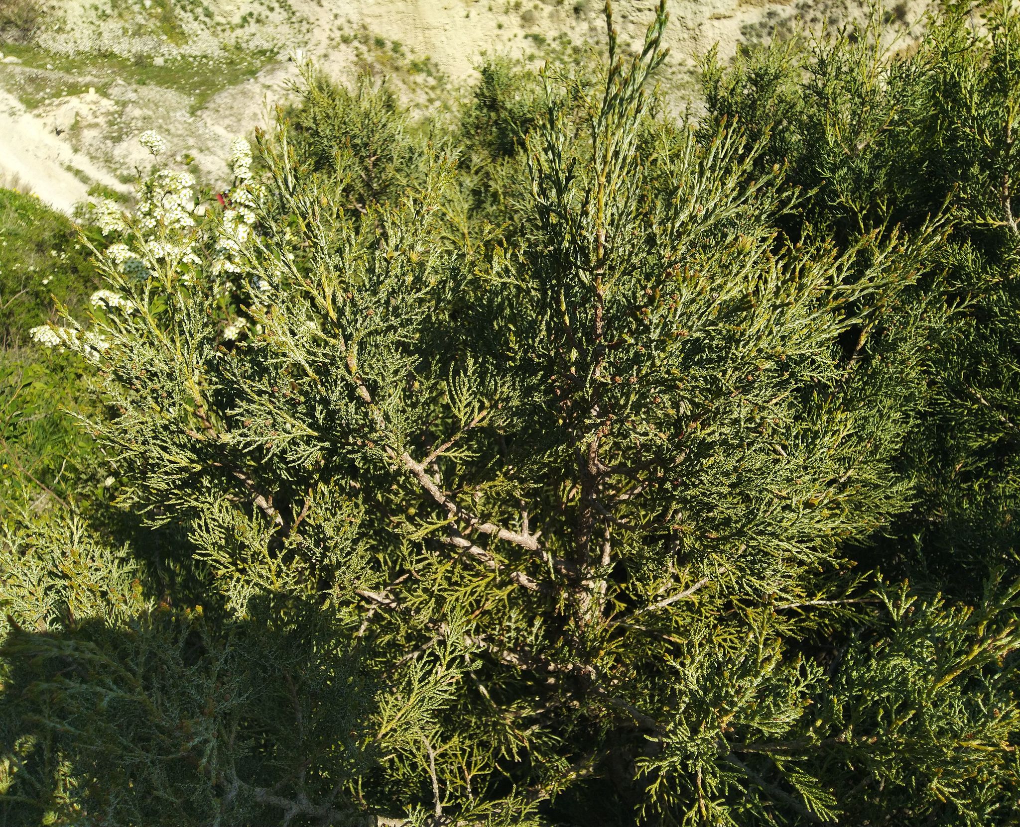 Juniperus polycarpos K.Koch