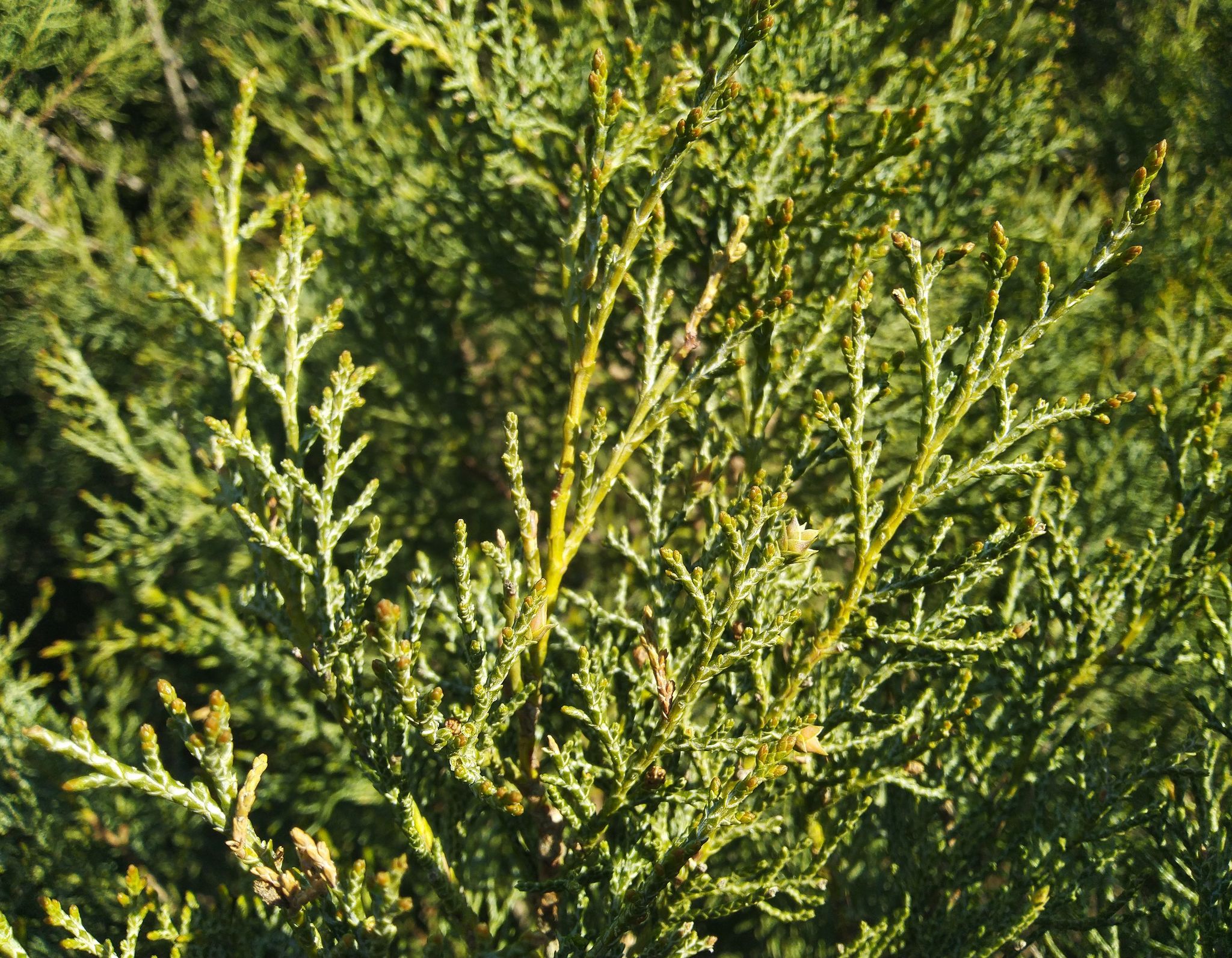 Juniperus polycarpos K.Koch
