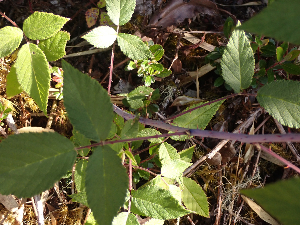 Andean Raspberry from Paraíso, Cartago, Costa Rica on February 25, 2022 ...
