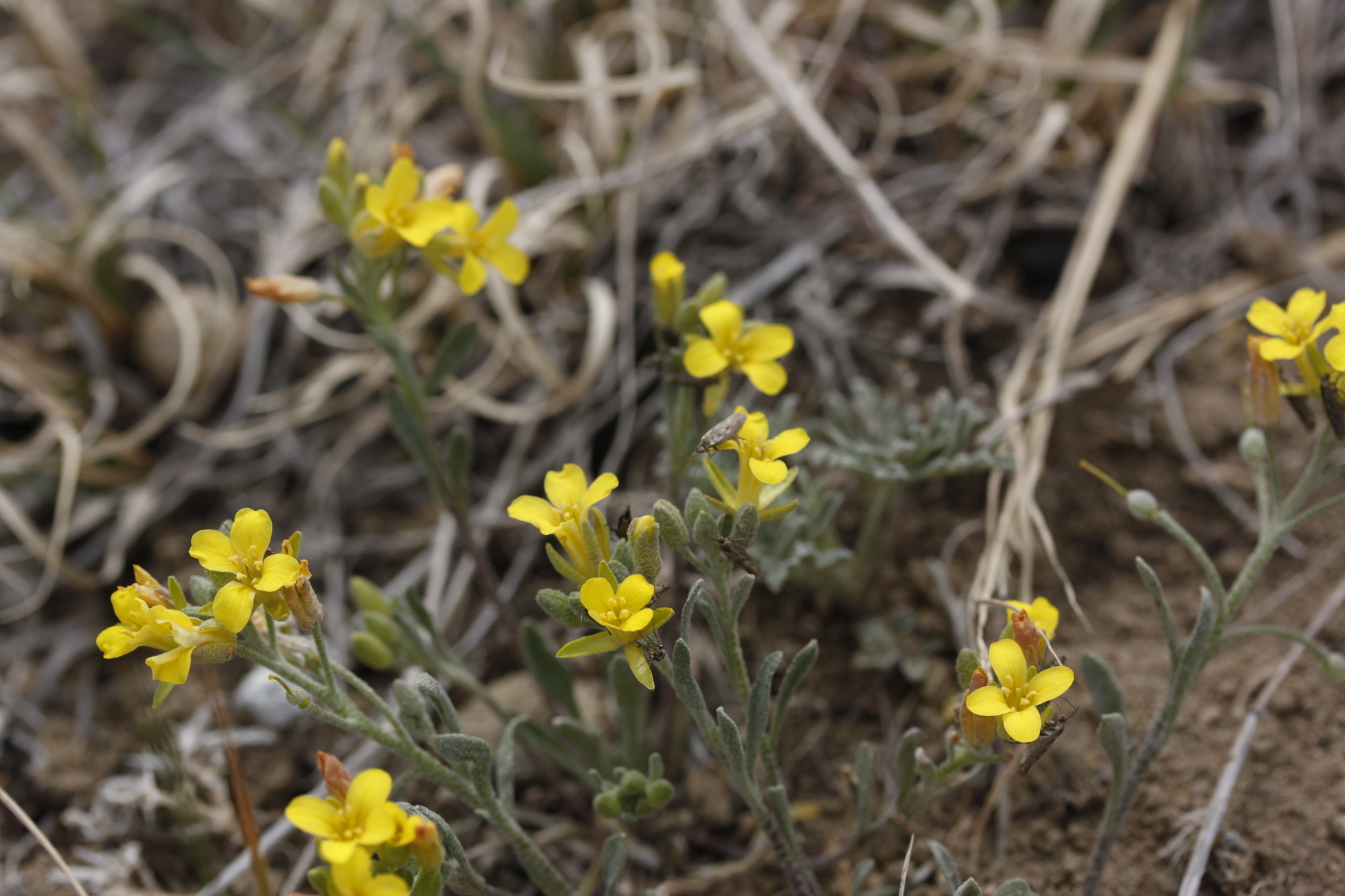 Physaria arenosa (Richardson) O'Kane & Al-Shehbaz