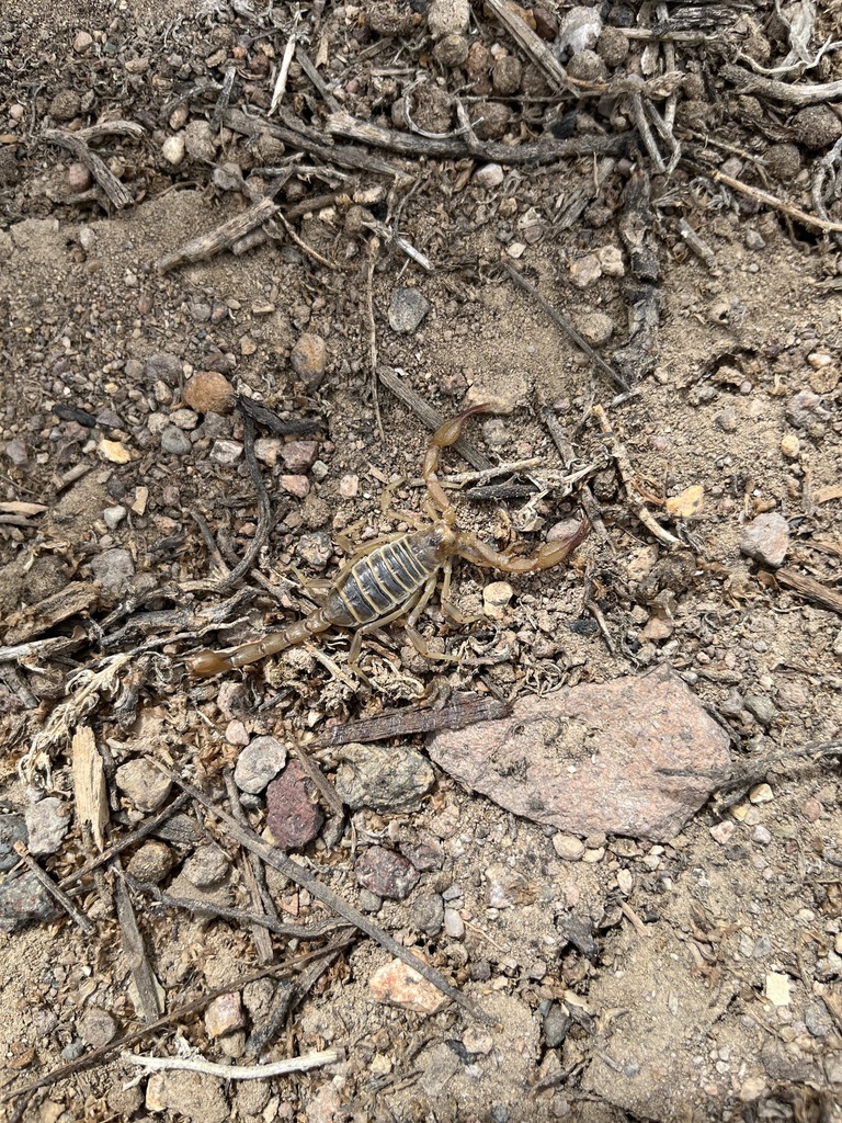 Northern Scorpion from Humboldt-Toiyabe National Forest, Hawthorne, NV ...