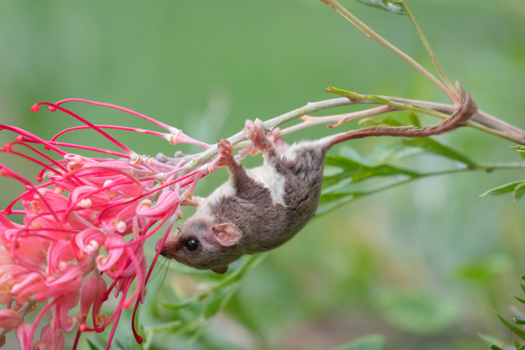 Feather-tailed Gliders and Possums (Acrobatidae) - Know Your Mammals