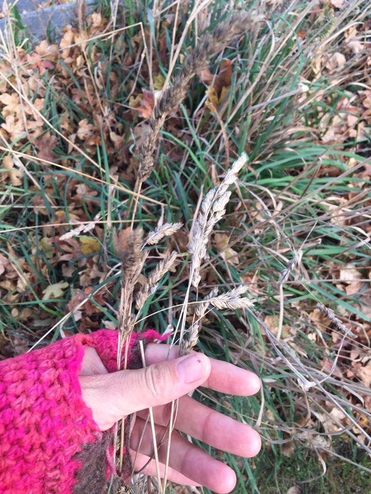 orchard grass from Olliviers Road, Phillipstown, Canterbury, NZ on ...