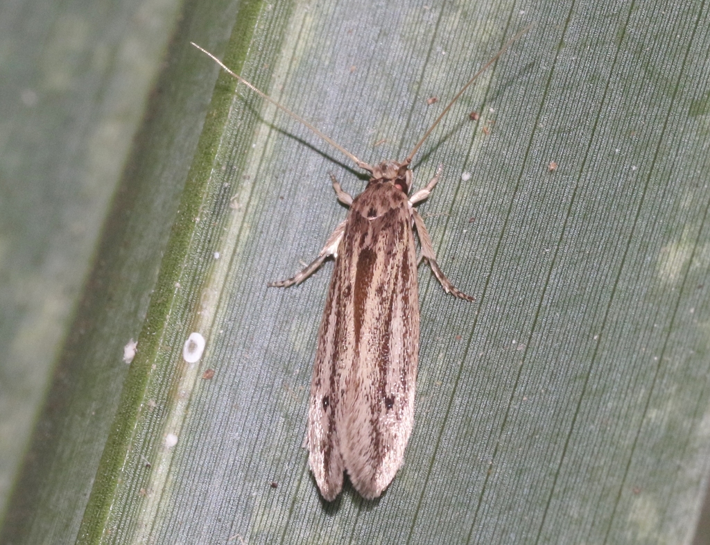 Sugar-cane Moth from Paget Parish, Bermuda on April 5, 2022 at 09:24 PM ...