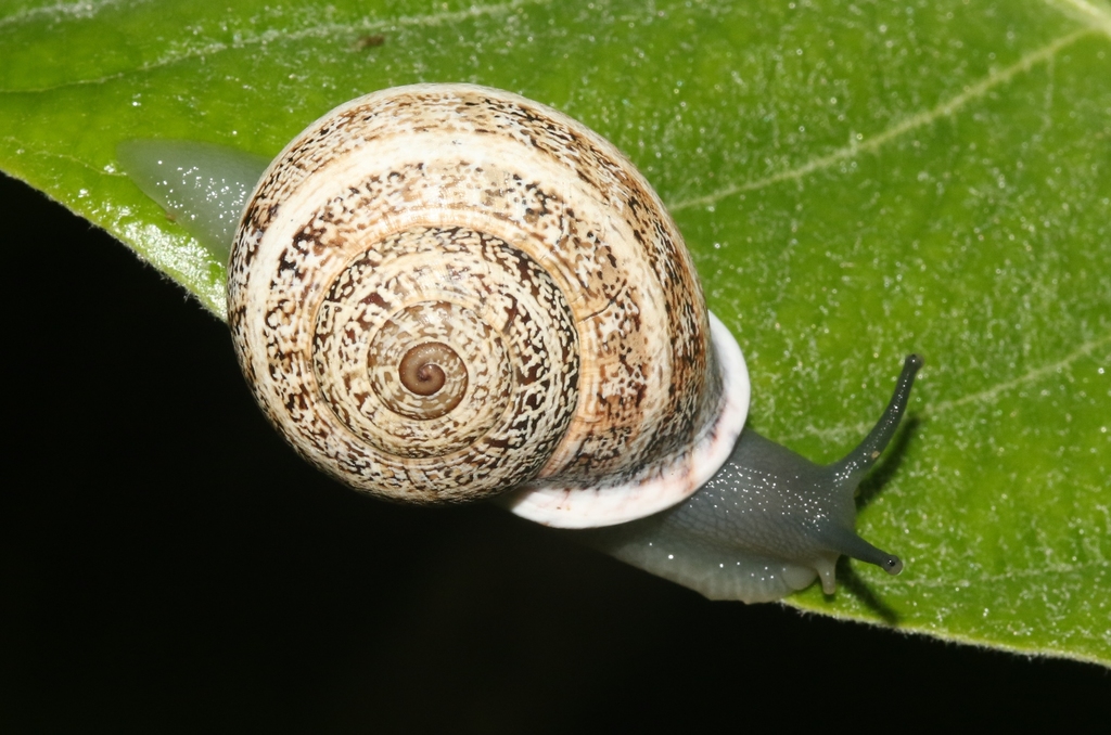 Milk Snail from Paget Parish, Bermuda on April 05, 2022 at 10:54 PM by ...