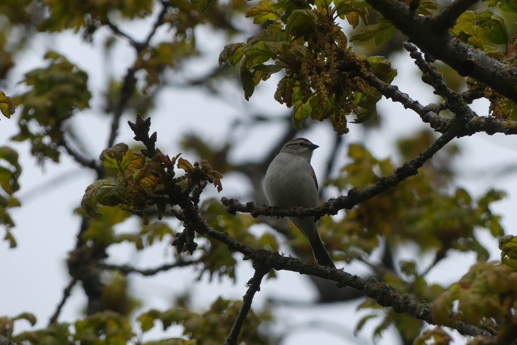 Chipping Sparrow from Uplands Park, Capital, British Columbia, Canada ...