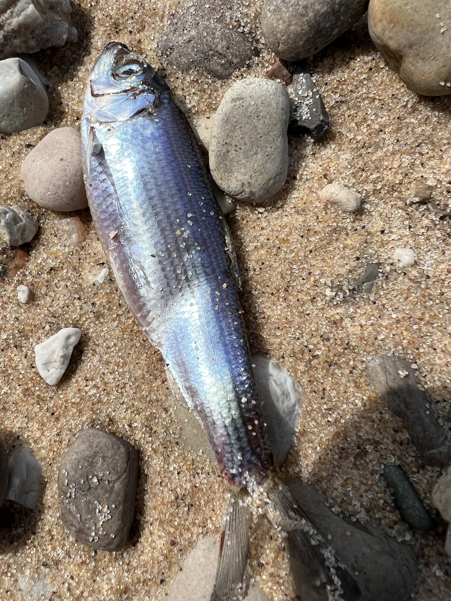 Alosa pseudoharengus (Wilson, 1811)