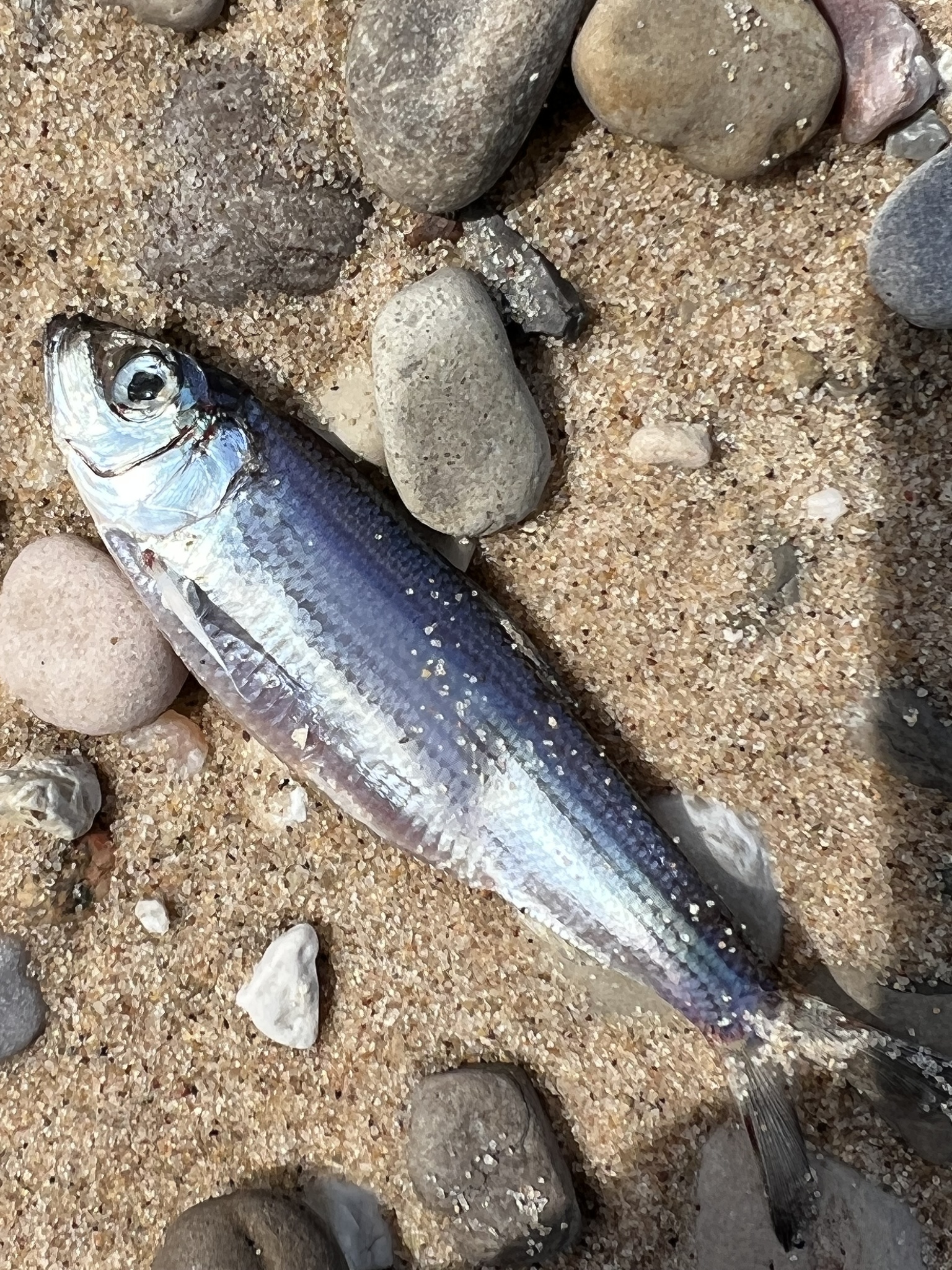 Alosa pseudoharengus (Wilson, 1811)