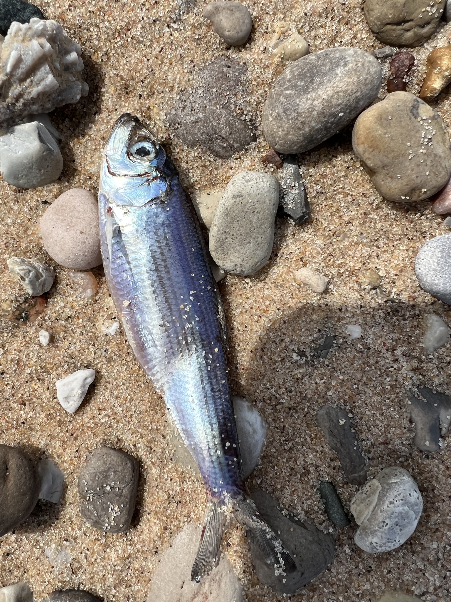 Alosa pseudoharengus (Wilson, 1811)