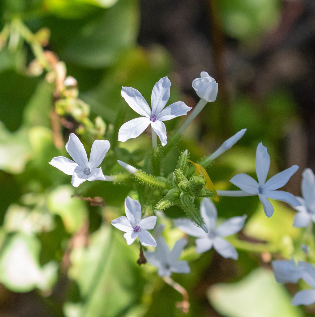 wild leadwort in April 2022 by Dan Fitzgerald (Fitz) · iNaturalist