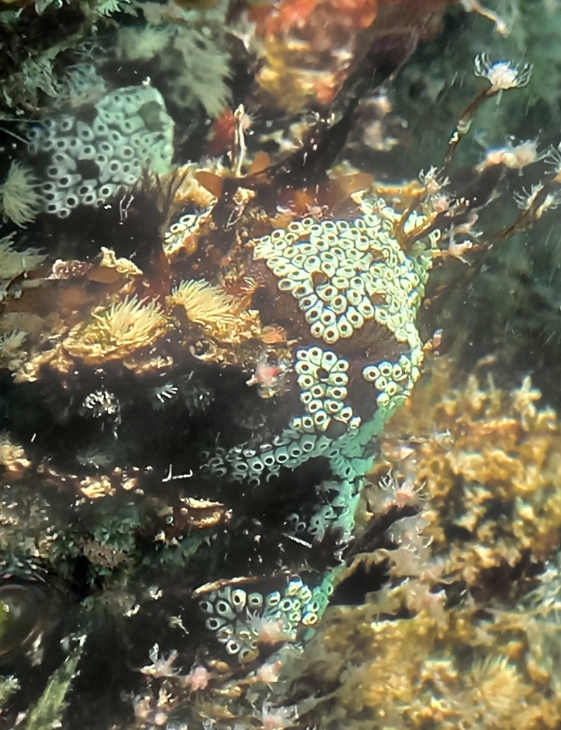 ladder ascidian from Tauranga, New Zealand on May 3, 2022 at 10:52 AM ...