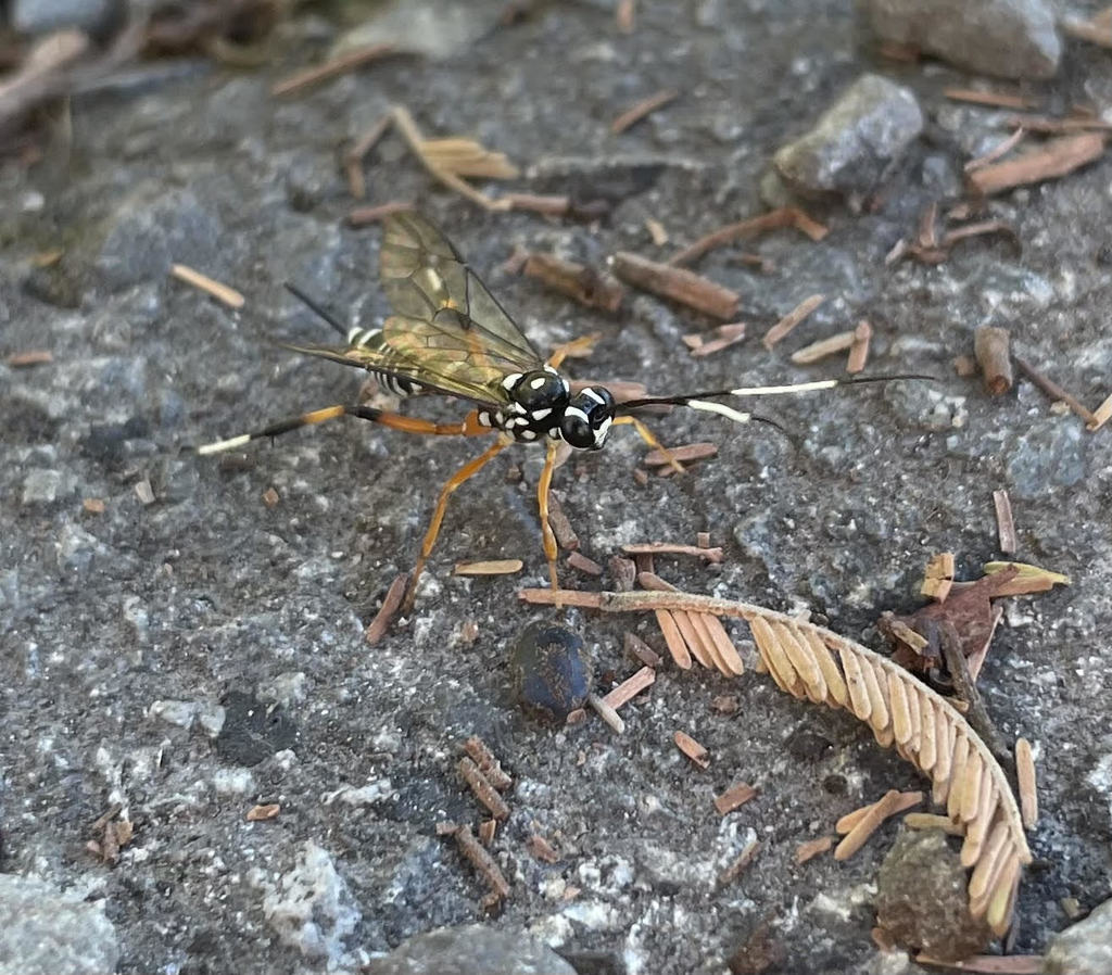 Lemon Tree Borer Parasitoid Wasp from McLeans Island, Christchurch, New ...