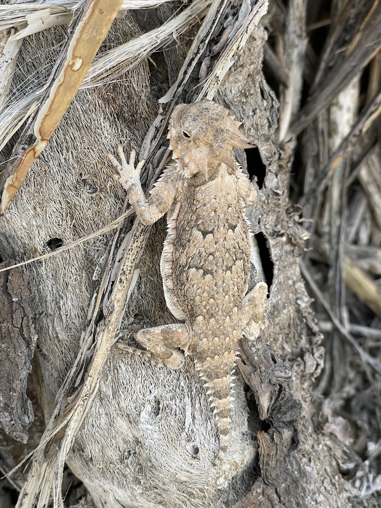 Desert Horned Lizard from Joshua Tree National Park, Indio, CA, US on ...