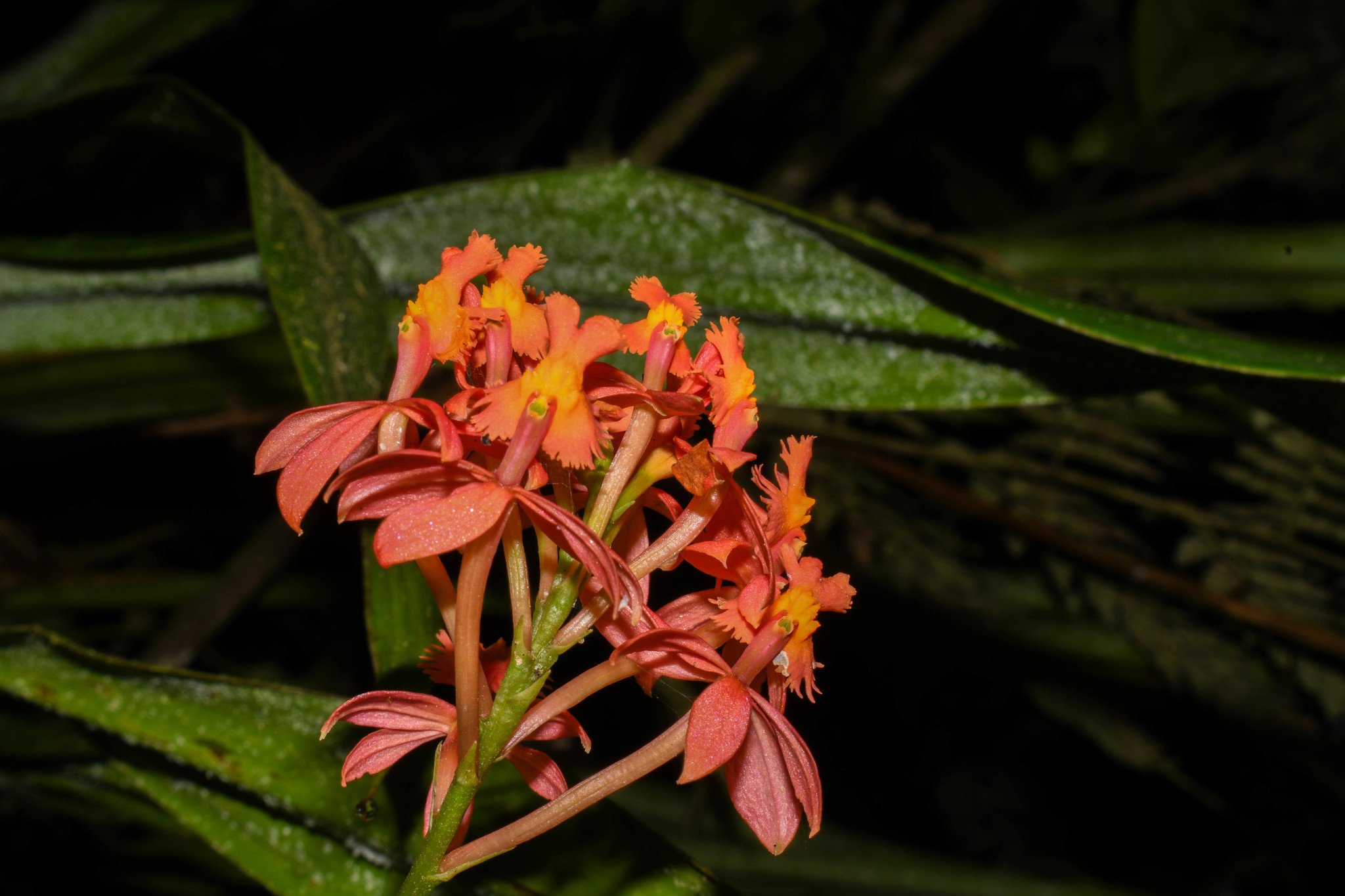 Epidendrum cochlidium Lindl.