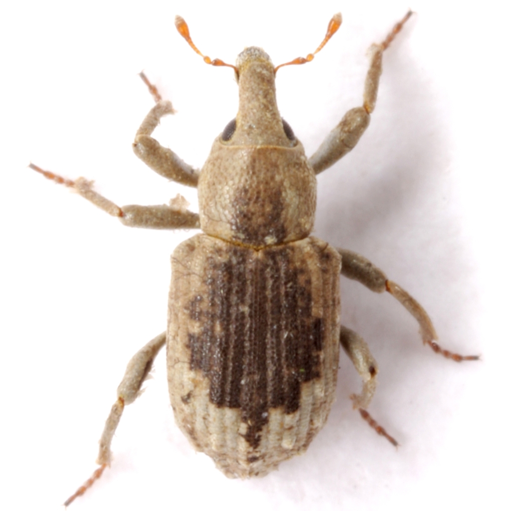 Rice Water Weevil from Harrison Lake National Fish Hatchery, Charles ...