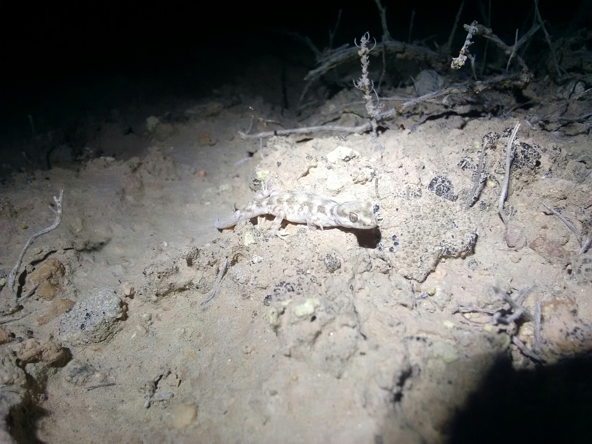 Alsophylax pipiens (Pallas, 1827)