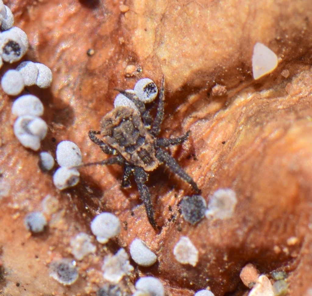Caeculidae from Mazatlán, Sinaloa, Mexico on May 01, 2022 at 12:15 PM by Idlegrraphics · iNaturalist