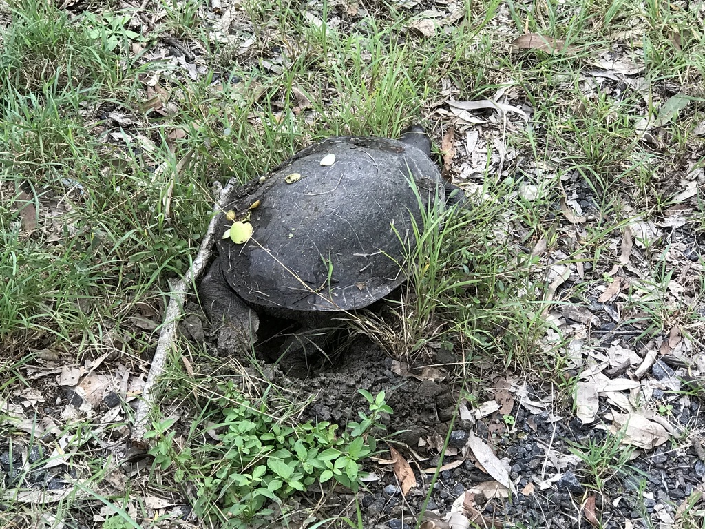 Broad-Shelled Turtle from Ermelo Rd, Tingalpa, QLD, AU on May 06, 2022 ...