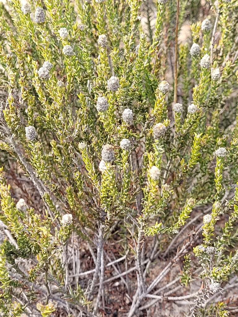 Renoster Hardleaf from Riverlands, West Coast, Western Cape, South ...