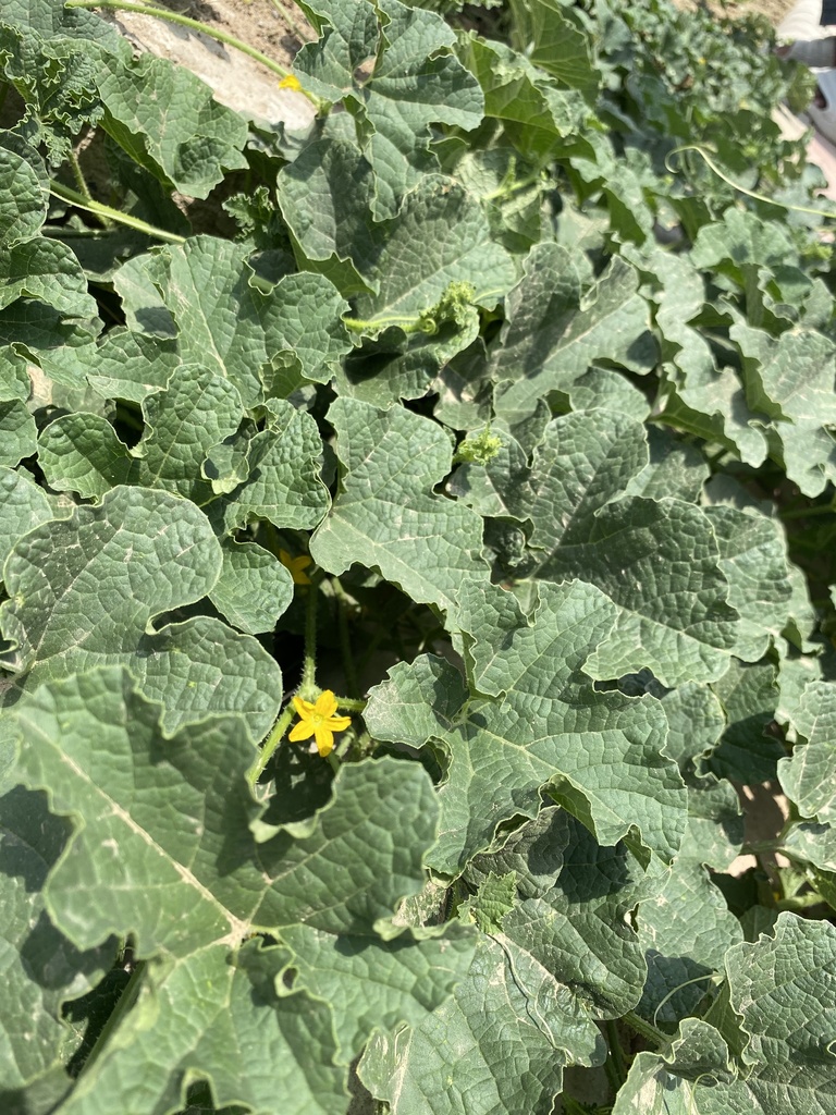 Muskmelon (Cucumis melo) - Botanical Realm