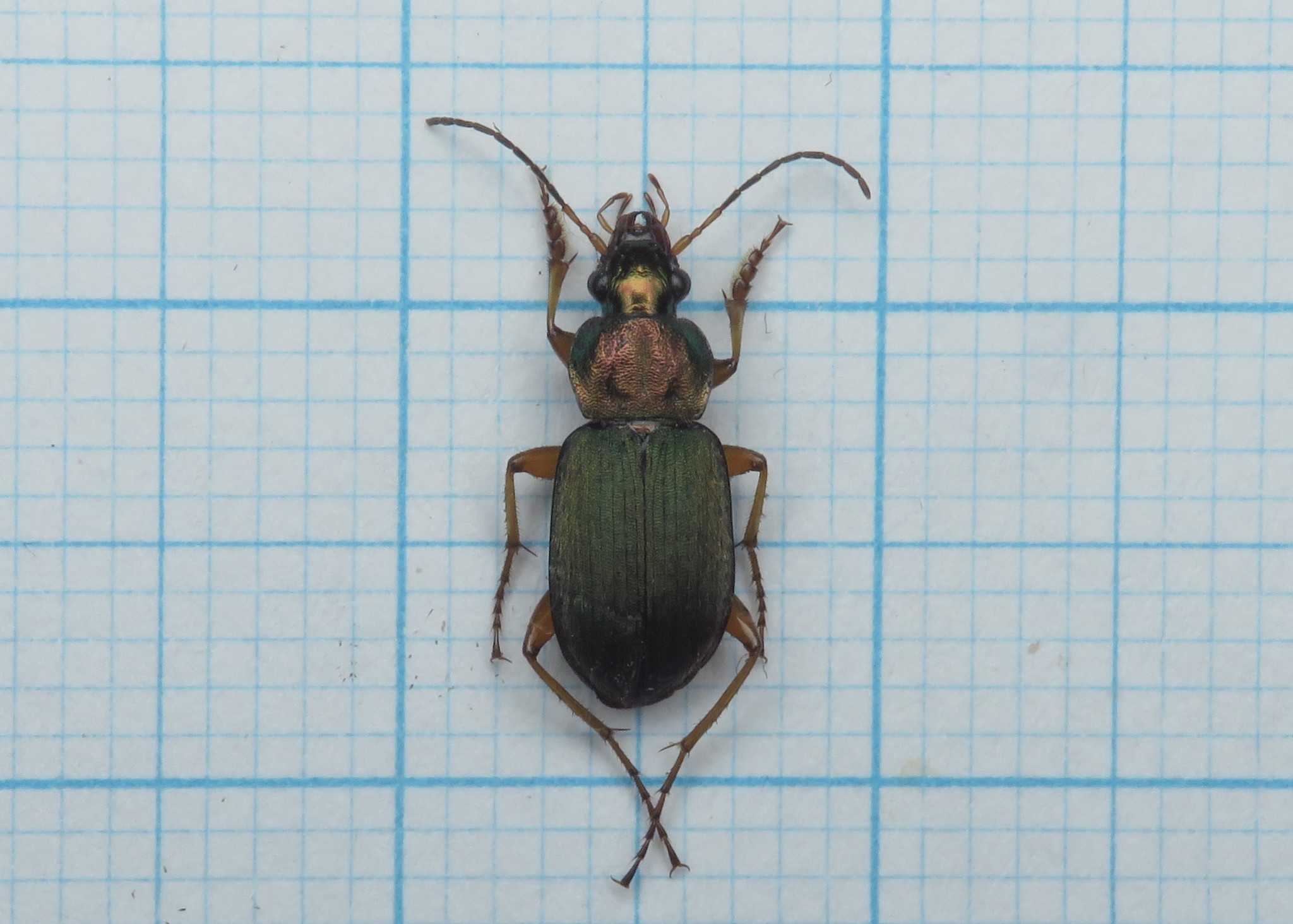 Chlaenius nitidulus (Schrank, 1781)