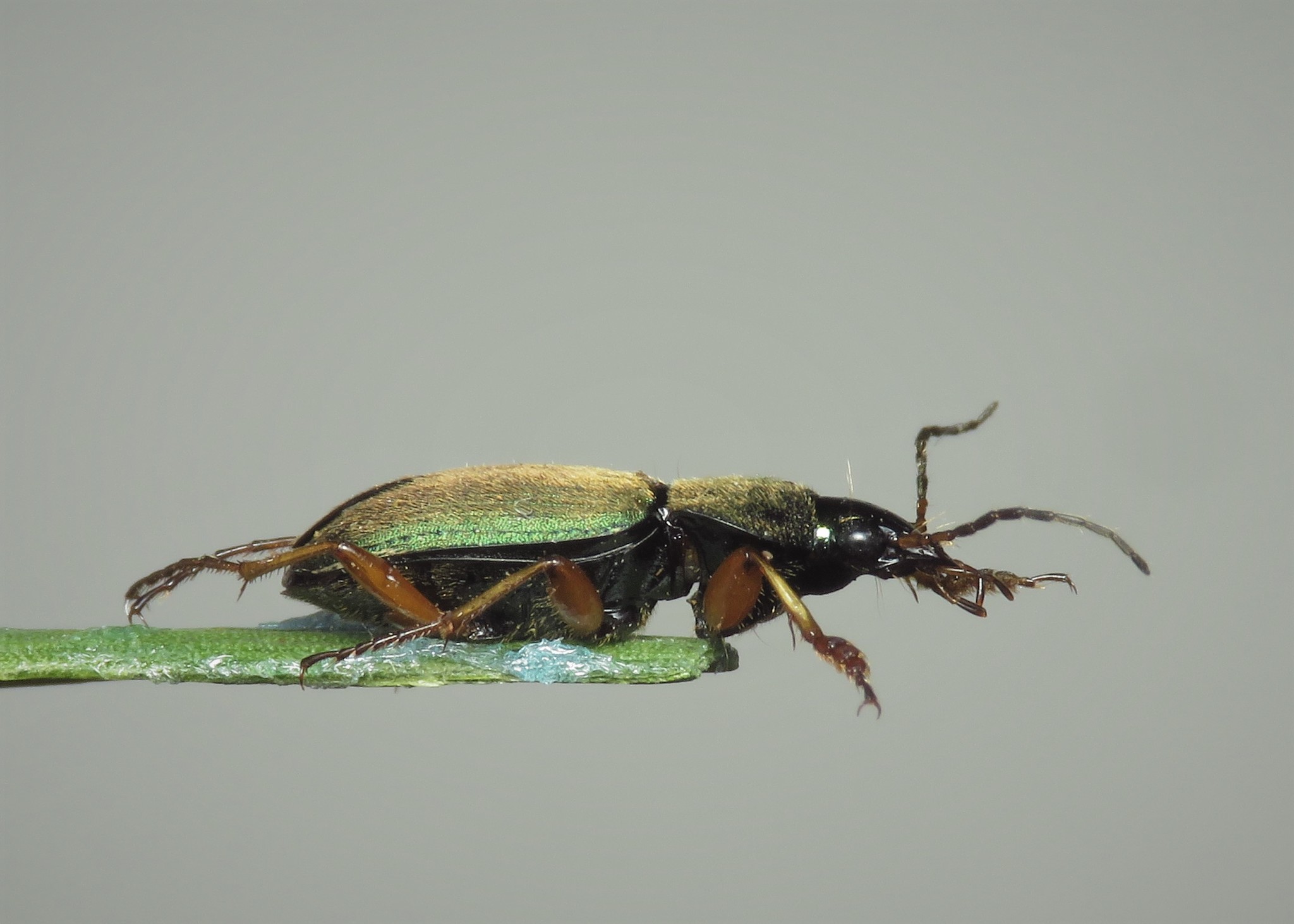 Chlaenius nitidulus (Schrank, 1781)