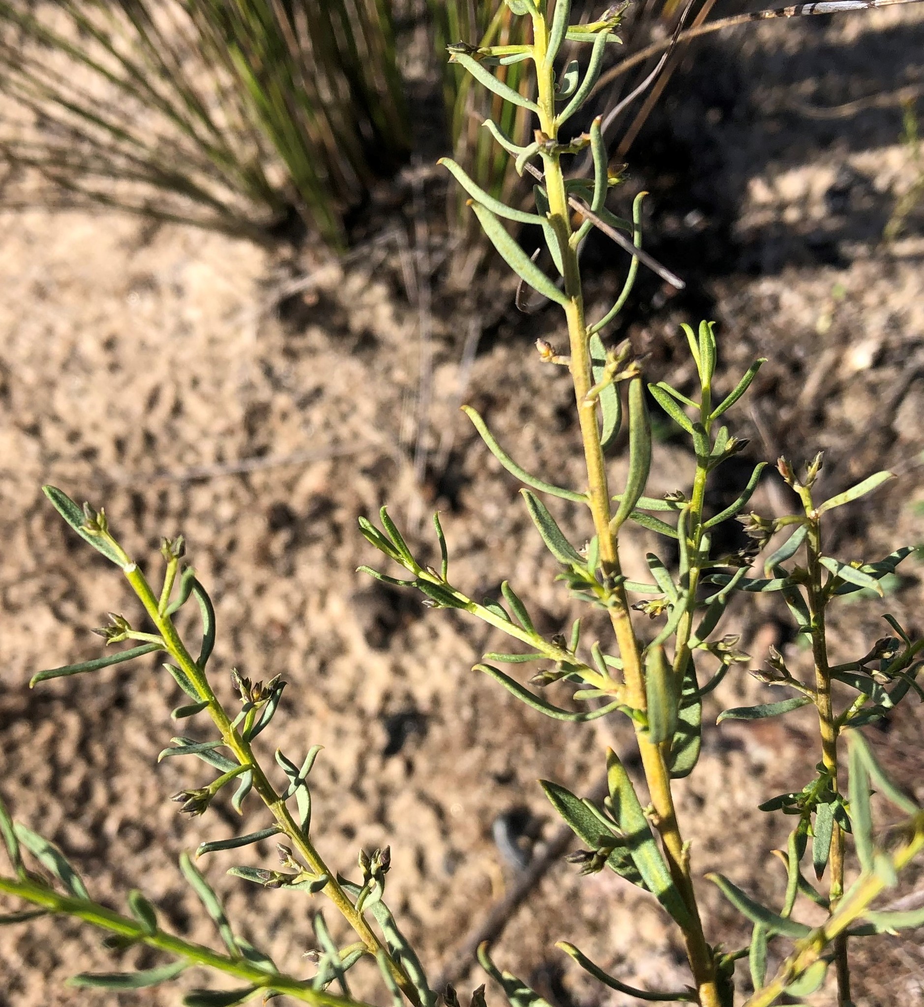 Pigea floribunda (Lindl.) Lindl.