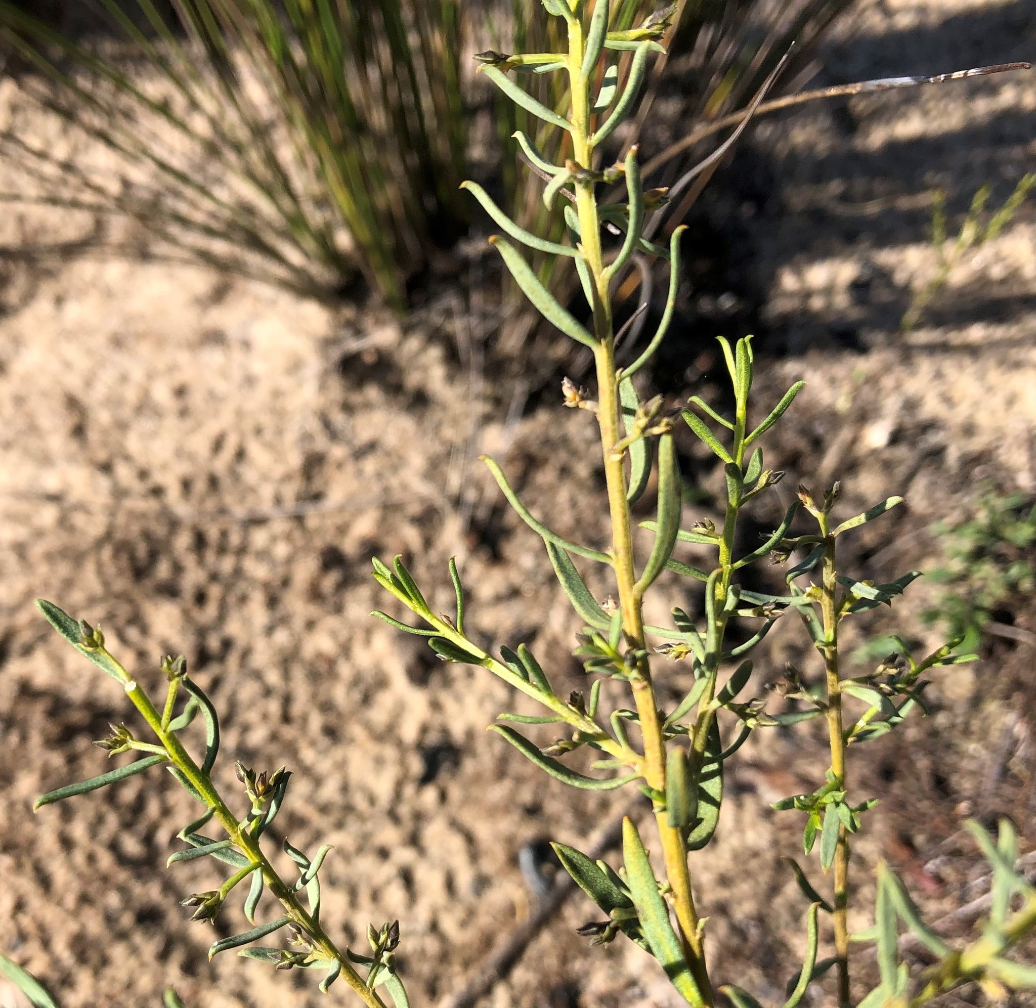 Pigea floribunda (Lindl.) Lindl.