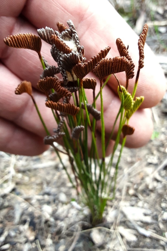 Forked Comb Fern from Bilpin NSW 2758, Australia on May 05, 2022 at 01: ...