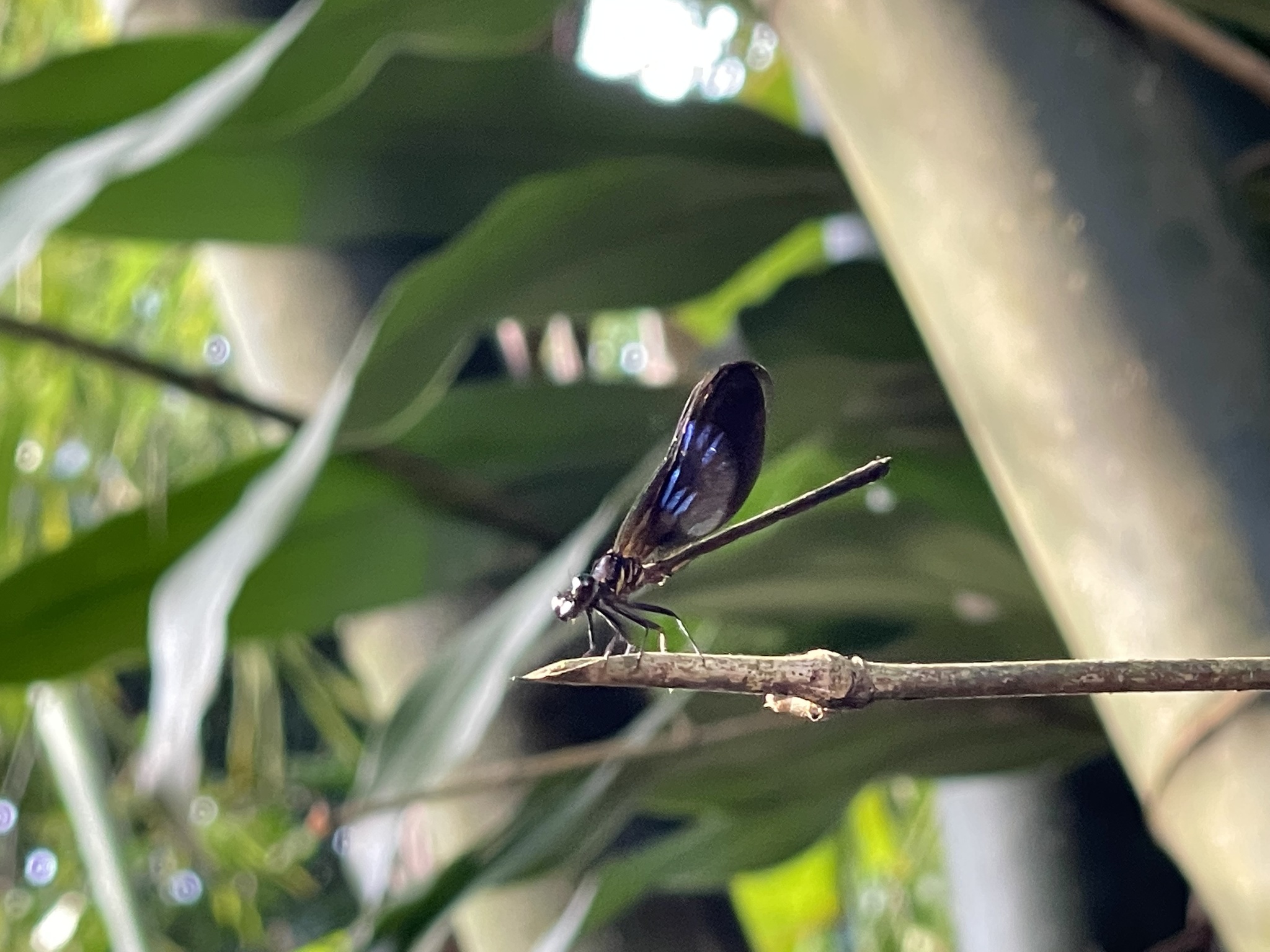 Euphaea variegata Rambur, 1842