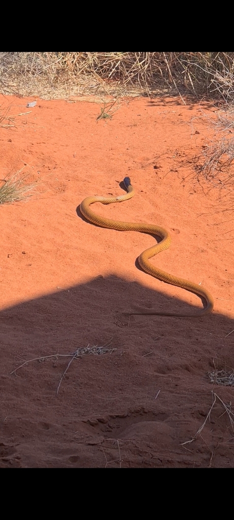 Western Brown Snake from Roxby Downs Station SA 5725, Australia on May ...