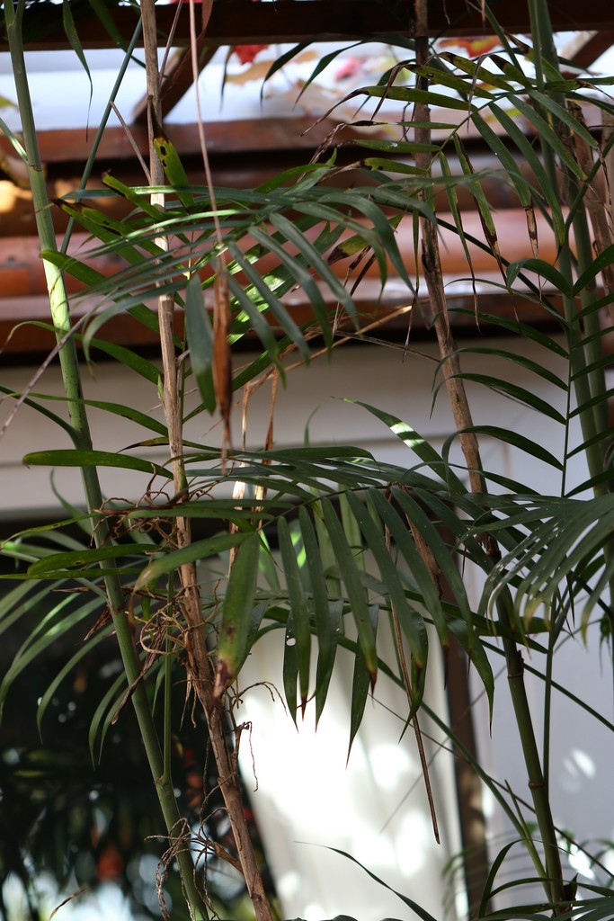 Reed Palm from Kleinmond, South Africa on May 2, 2022 at 09:25 AM by ...