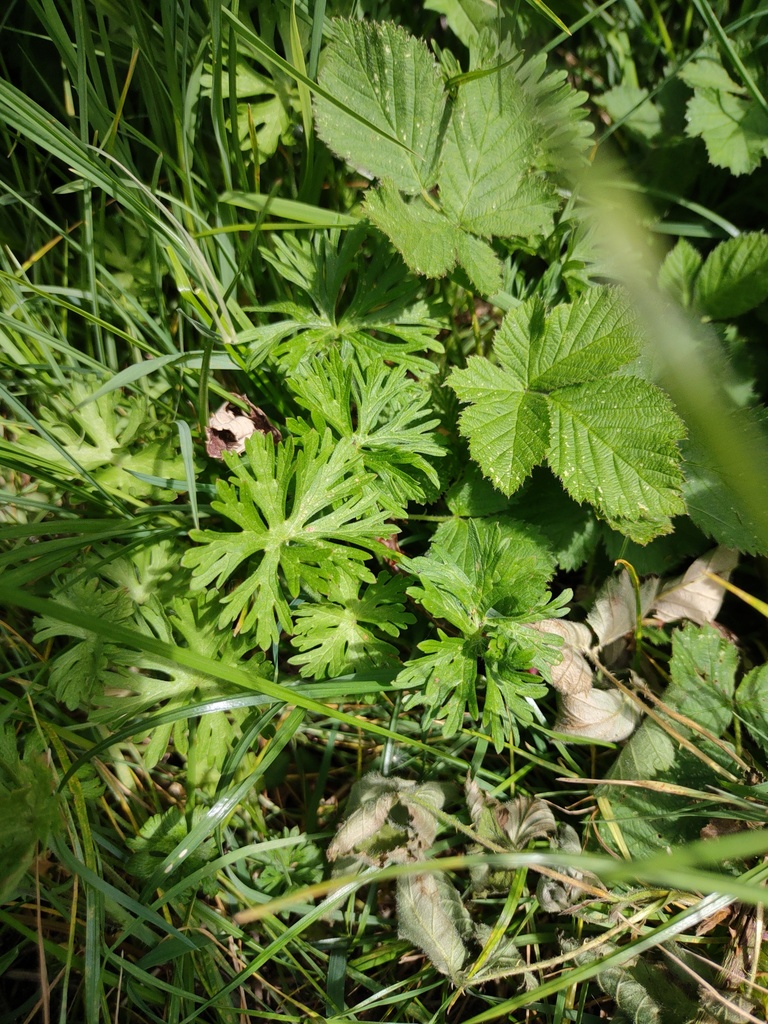 Cut-leaved crane's-bill from Bootle, UK on April 30, 2022 at 10:46 AM ...