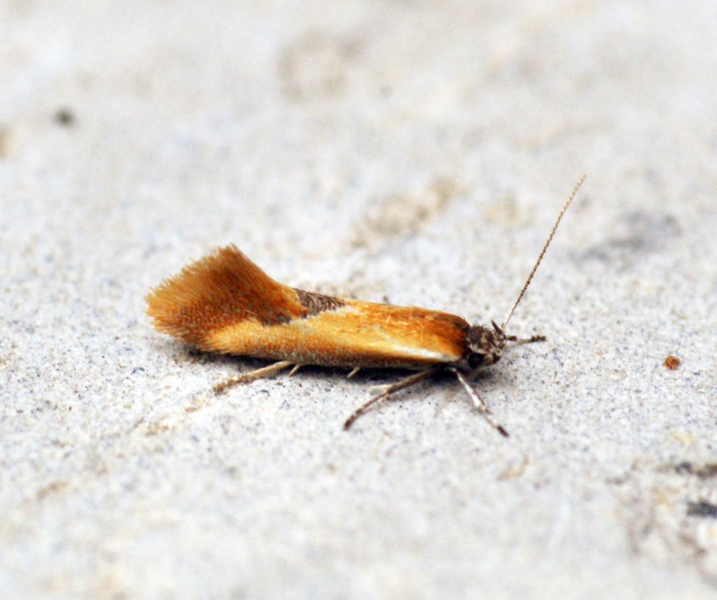 Lesser Tawny Crescent (Common SF Bay Area Moths) · iNaturalist