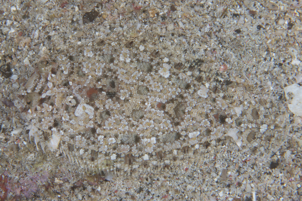 Largescale Dwarf Flounder (Engyprosopon macrolepis) - Marine Life ...