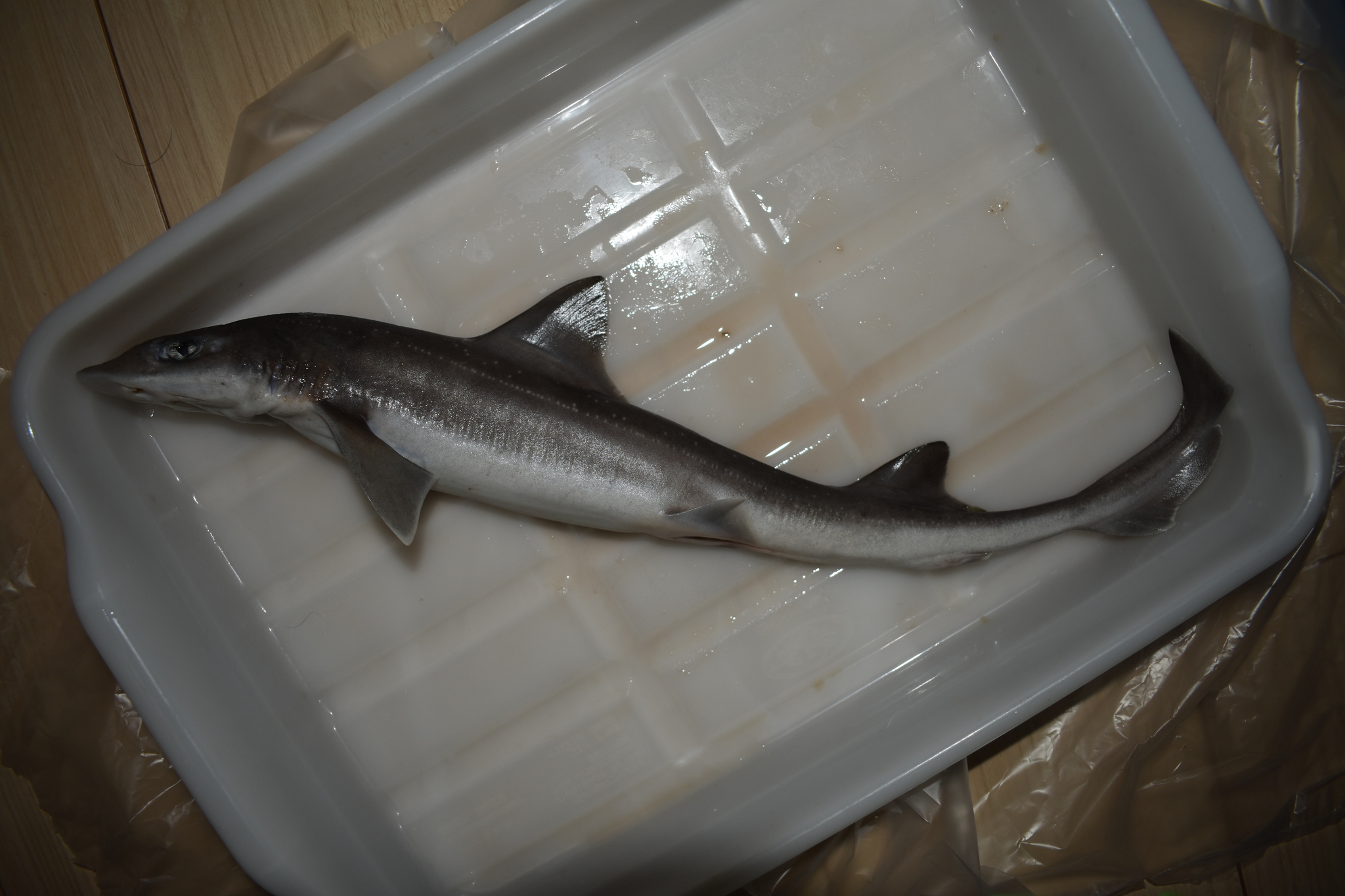 Mustelus manazo Bleeker, 1855