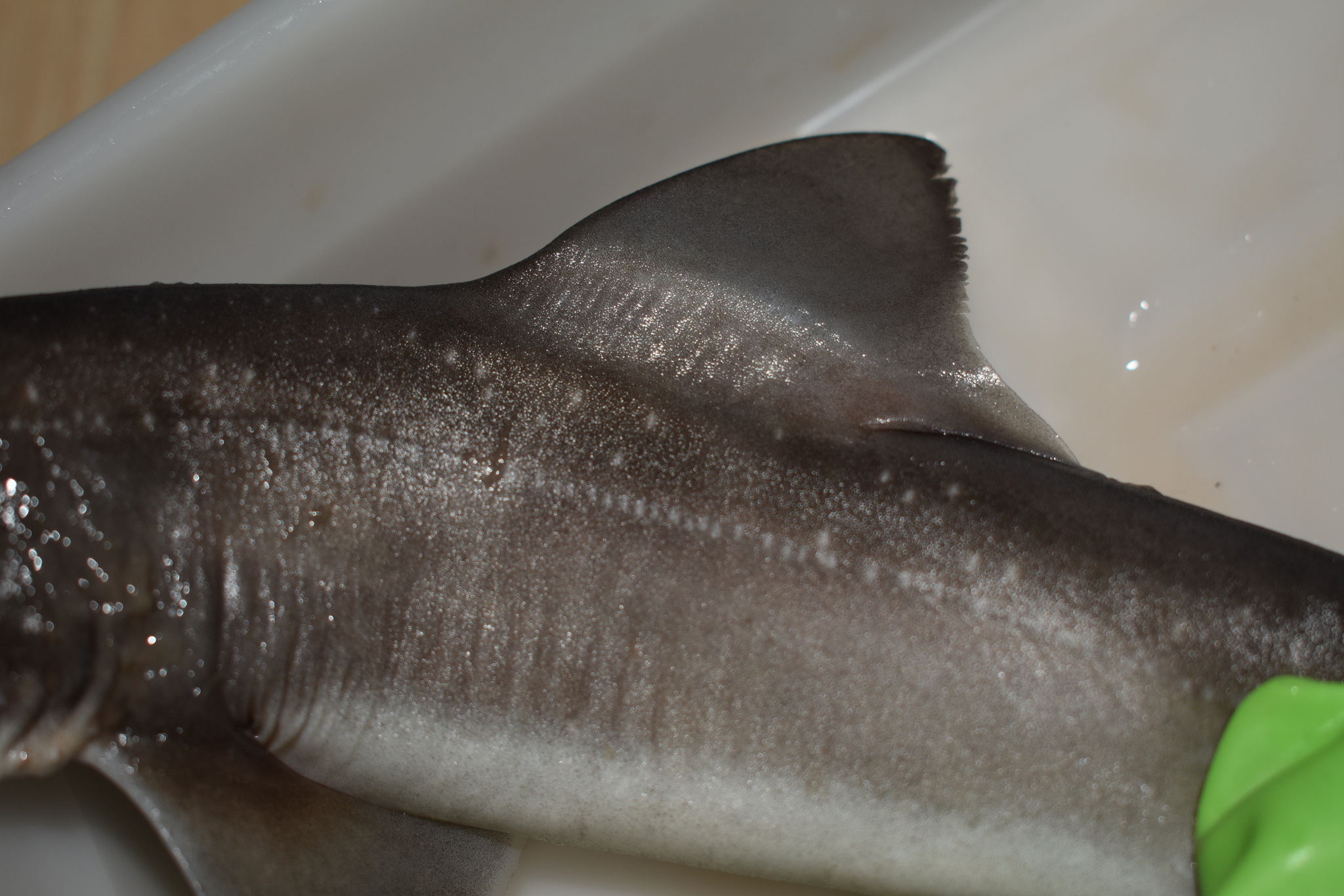 Mustelus manazo Bleeker, 1855